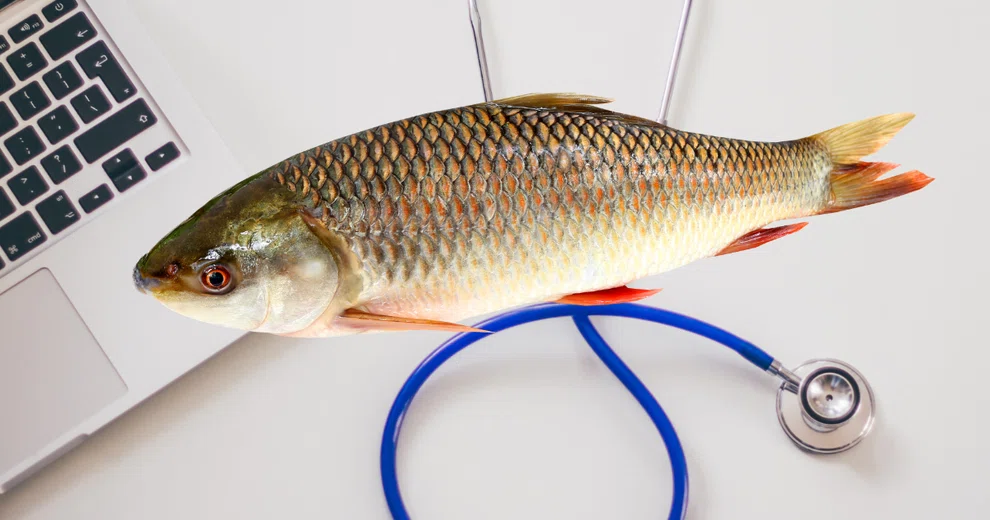 Dlaczego zdrowy jak ryba? Skąd wzięło się to powiedzenie ...